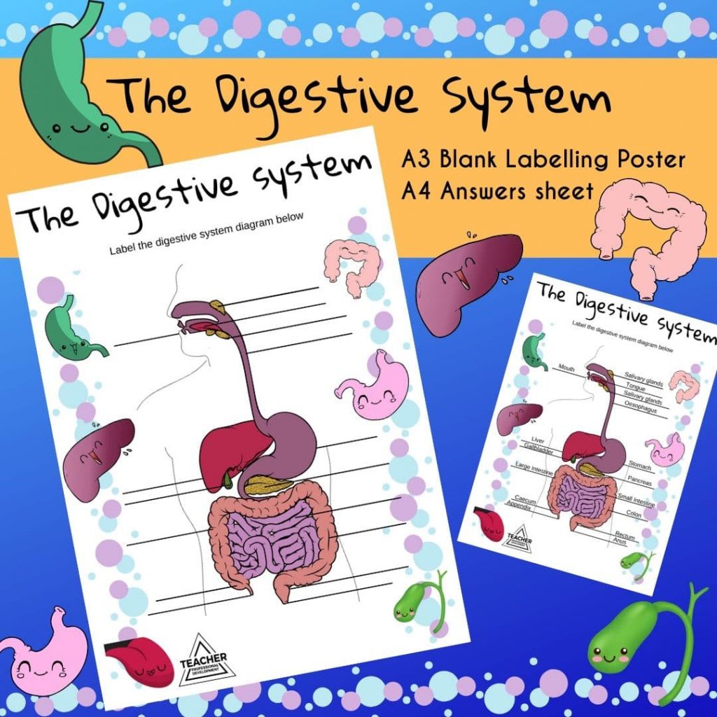 A3 Digestion Poster - Fill in the Blanks - Teacher Professional Development